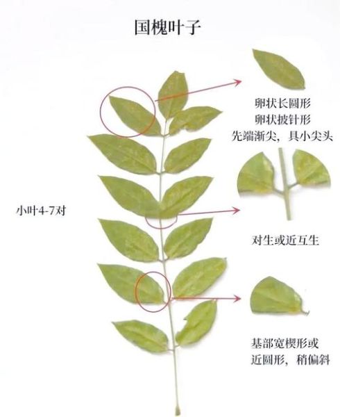 刺槐和国槐的区别_如何一眼分辨-第1张图片-山城妙识