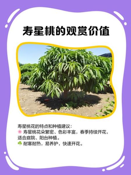 寿星桃图片_如何区分真假寿星桃-第2张图片-山城妙识 寿星桃图片_如何区分真假寿星桃-第2张图片-山城妙识