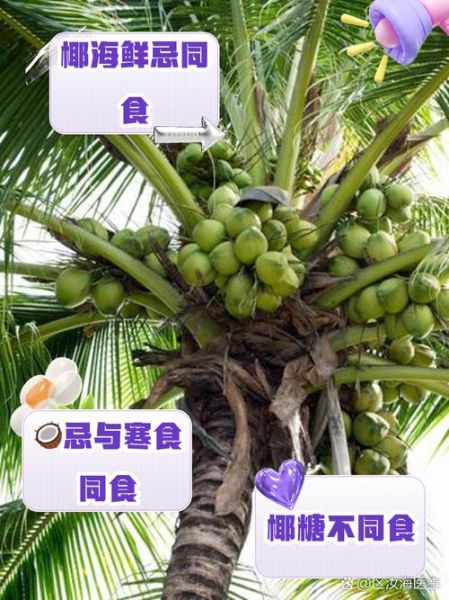 椰子不能和什么一起吃_椰子相克食物有哪些-第1张图片-山城妙识 椰子不能和什么一起吃_椰子相克食物有哪些-第1张图片-山城妙识