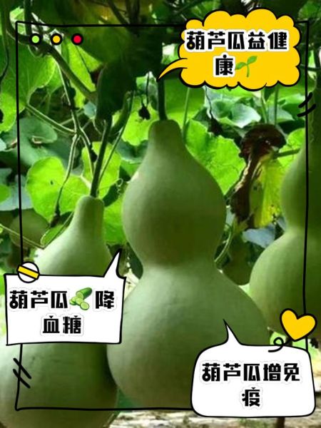 葫芦的功效与作用_葫芦能降血糖吗-第3张图片-山城妙识 葫芦的功效与作用_葫芦能降血糖吗-第3张图片-山城妙识