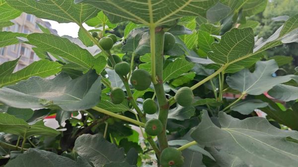 无花果树图片大全_如何辨别品种-第1张图片-山城妙识 无花果树图片大全_如何辨别品种-第1张图片-山城妙识