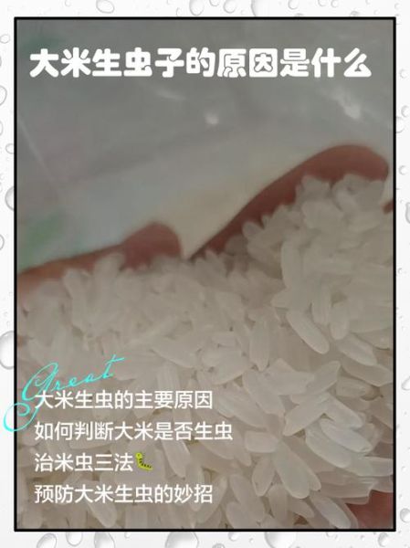 大米生虫还能吃吗_对身体有害吗-第1张图片-山城妙识 大米生虫还能吃吗_对身体有害吗-第1张图片-山城妙识