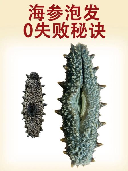 干海参怎么泡发_干海参的做法大全图解-第3张图片-山城妙识 干海参怎么泡发_干海参的做法大全图解-第3张图片-山城妙识