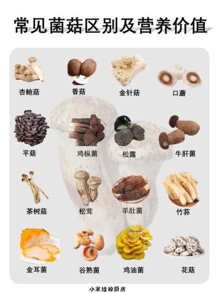 蘑菇的种类图片_如何快速识别常见品种-第2张图片-山城妙识