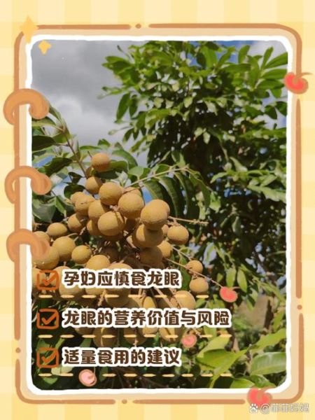 孕妇可以吃龙眼吗_怀孕吃龙眼有什么影响-第3张图片-山城妙识 孕妇可以吃龙眼吗_怀孕吃龙眼有什么影响-第3张图片-山城妙识