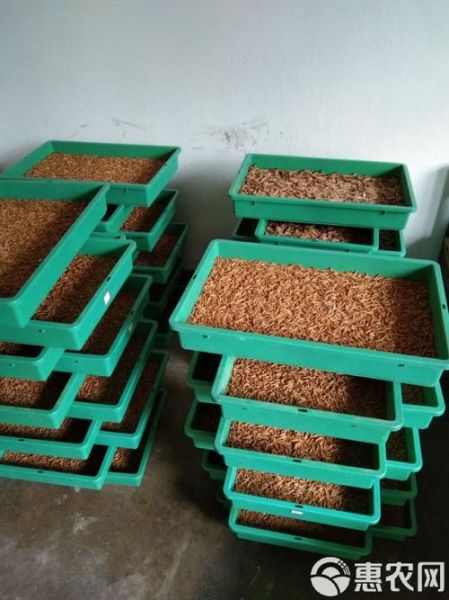 大麦虫养殖技术_大麦虫怎么养产量高-第3张图片-山城妙识 大麦虫养殖技术_大麦虫怎么养产量高-第3张图片-山城妙识