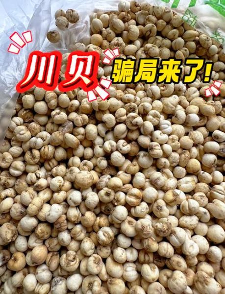 川贝图片多少钱一斤_川贝市场价格2024-第1张图片-山城妙识 川贝图片多少钱一斤_川贝市场价格2024-第1张图片-山城妙识