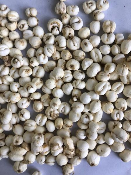 川贝图片多少钱一斤_川贝市场价格2024-第3张图片-山城妙识 川贝图片多少钱一斤_川贝市场价格2024-第3张图片-山城妙识