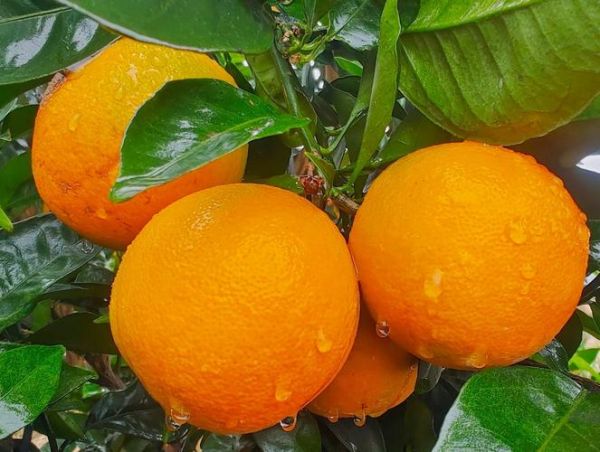 秋天成熟的水果有哪些_秋季水果怎么保存-第2张图片-山城妙识 秋天成熟的水果有哪些_秋季水果怎么保存-第2张图片-山城妙识