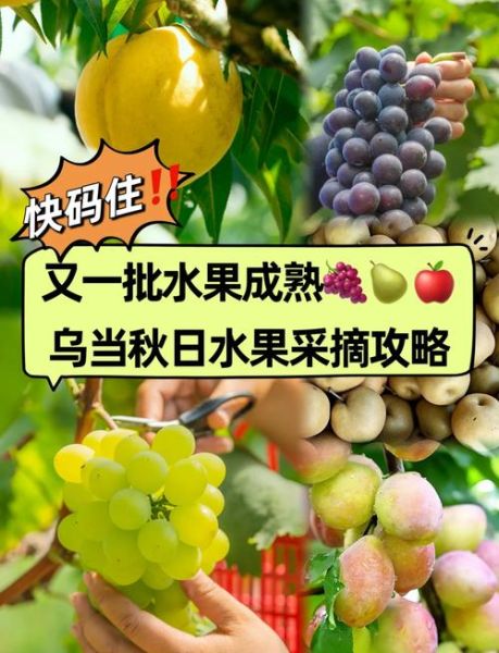 秋天成熟的水果有哪些_秋季水果怎么保存-第3张图片-山城妙识 秋天成熟的水果有哪些_秋季水果怎么保存-第3张图片-山城妙识