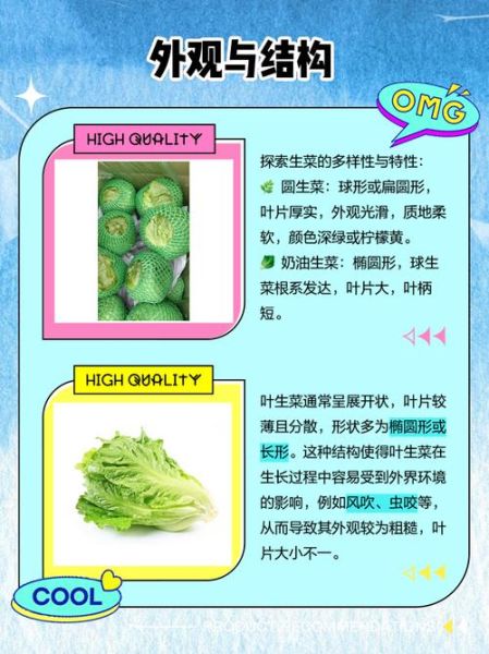 圆生菜是大头菜吗_区别与选购指南-第1张图片-山城妙识 圆生菜是大头菜吗_区别与选购指南-第1张图片-山城妙识