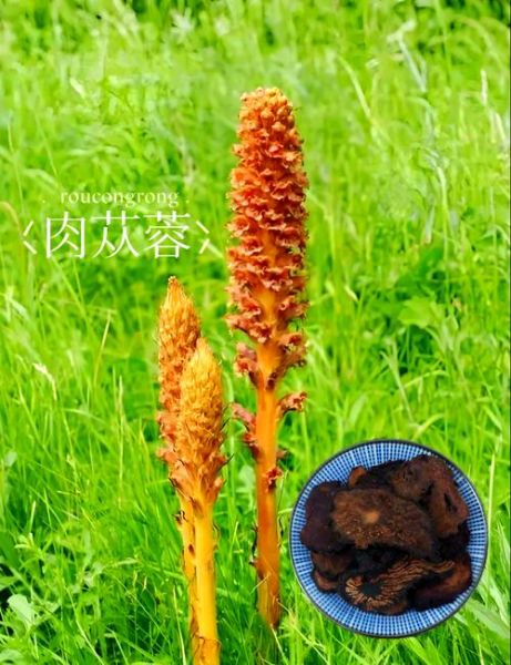 肉苁蓉图片大全_肉苁蓉长什么样-第1张图片-山城妙识 肉苁蓉图片大全_肉苁蓉长什么样-第1张图片-山城妙识