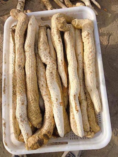 肉苁蓉图片大全_肉苁蓉长什么样-第2张图片-山城妙识 肉苁蓉图片大全_肉苁蓉长什么样-第2张图片-山城妙识