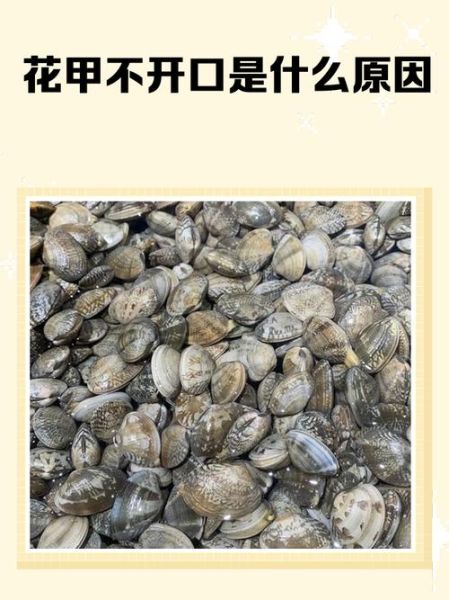 花甲肉里面的黑的要不要清理_花甲黑膜怎么去除-第2张图片-山城妙识 花甲肉里面的黑的要不要清理_花甲黑膜怎么去除-第2张图片-山城妙识