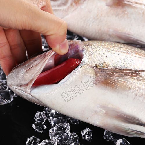 加吉鱼是海鱼吗_加吉鱼产地在哪里-第2张图片-山城妙识 加吉鱼是海鱼吗_加吉鱼产地在哪里-第2张图片-山城妙识