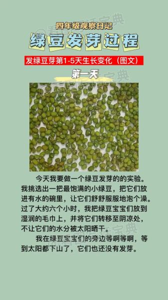 绿豆发芽观察日记5天_绿豆发芽需要几天-第1张图片-山城妙识 绿豆发芽观察日记5天_绿豆发芽需要几天-第1张图片-山城妙识