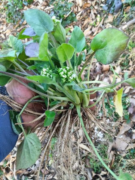 和荸荠相似的植物有哪些_怎么区分-第3张图片-山城妙识 和荸荠相似的植物有哪些_怎么区分-第3张图片-山城妙识