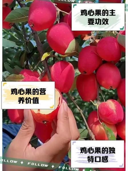 鸡心果怎么挑选_鸡心果的功效与作用-第1张图片-山城妙识 鸡心果怎么挑选_鸡心果的功效与作用-第1张图片-山城妙识