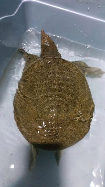 甲鱼图片高清_甲鱼图片大全哪里找-第2张图片-山城妙识 甲鱼图片高清_甲鱼图片大全哪里找-第2张图片-山城妙识