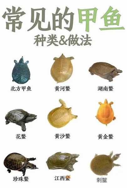 甲鱼图片高清_甲鱼图片大全哪里找-第1张图片-山城妙识 甲鱼图片高清_甲鱼图片大全哪里找-第1张图片-山城妙识