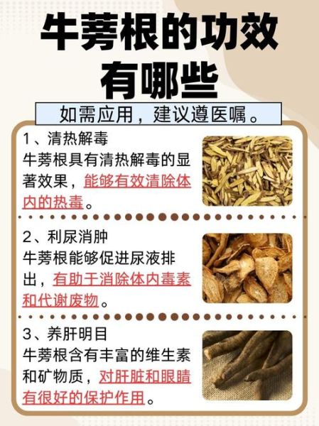 牛蒡的功效与作用及食用方法_牛蒡怎么吃效果最好-第2张图片-山城妙识 牛蒡的功效与作用及食用方法_牛蒡怎么吃效果最好-第2张图片-山城妙识