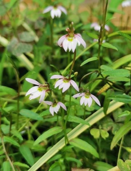 半边莲图片大全_半边莲长什么样-第1张图片-山城妙识 半边莲图片大全_半边莲长什么样-第1张图片-山城妙识