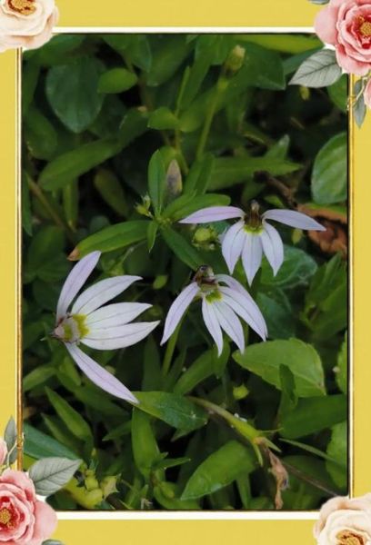 半边莲图片大全_半边莲长什么样-第2张图片-山城妙识 半边莲图片大全_半边莲长什么样-第2张图片-山城妙识