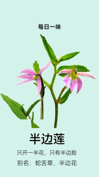 半边莲图片大全_半边莲长什么样-第3张图片-山城妙识 半边莲图片大全_半边莲长什么样-第3张图片-山城妙识