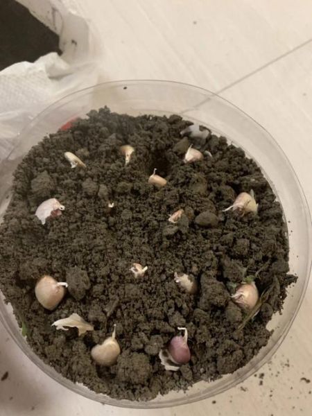 青蒜苗怎么种_青蒜苗种植技术视频-第2张图片-山城妙识 青蒜苗怎么种_青蒜苗种植技术视频-第2张图片-山城妙识