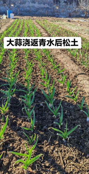 青蒜苗怎么种_青蒜苗种植技术视频-第1张图片-山城妙识 青蒜苗怎么种_青蒜苗种植技术视频-第1张图片-山城妙识