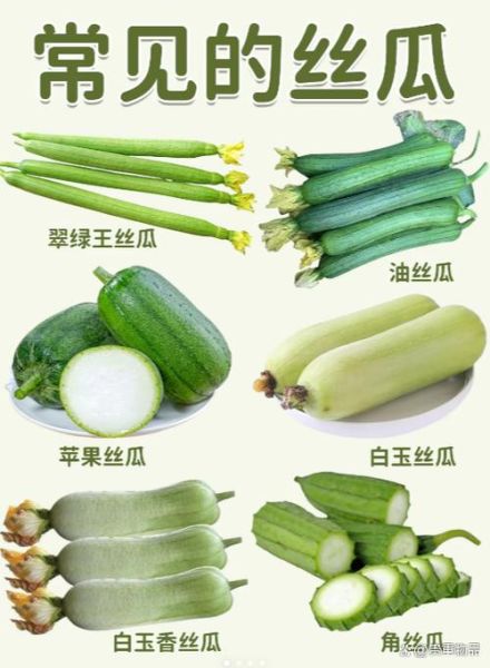 清炒丝瓜怎么做不黑_丝瓜要不要焯水-第1张图片-山城妙识 清炒丝瓜怎么做不黑_丝瓜要不要焯水-第1张图片-山城妙识