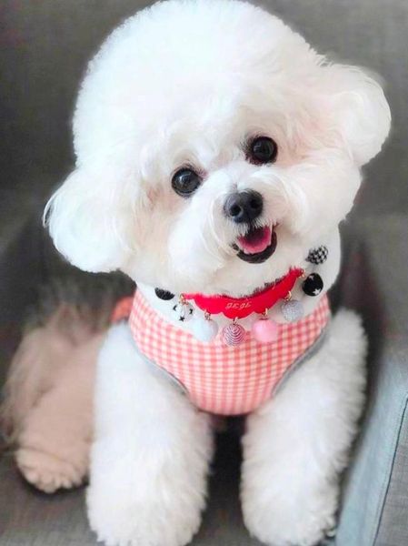 小型犬品种大全_适合家养不掉毛的小型犬有哪些-第2张图片-山城妙识