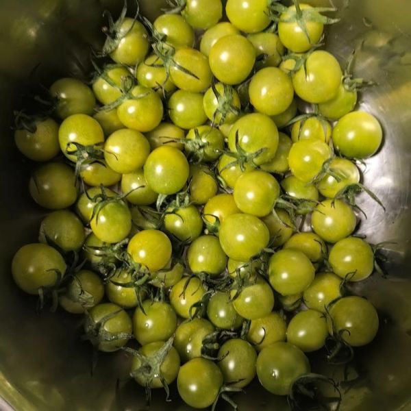 没熟的西红柿能吃吗_生吃青西红柿会中毒吗-第2张图片-山城妙识 没熟的西红柿能吃吗_生吃青西红柿会中毒吗-第2张图片-山城妙识