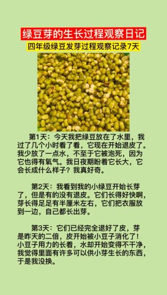怎样自己在家生绿豆芽_绿豆芽发芽温度是多少-第3张图片-山城妙识 怎样自己在家生绿豆芽_绿豆芽发芽温度是多少-第3张图片-山城妙识