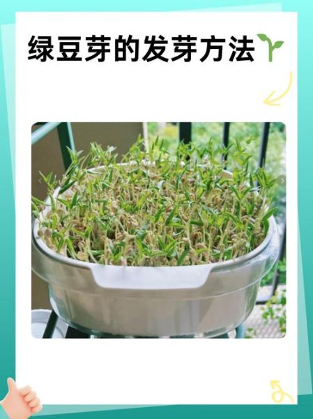 怎样自己在家生绿豆芽_绿豆芽发芽温度是多少-第1张图片-山城妙识 怎样自己在家生绿豆芽_绿豆芽发芽温度是多少-第1张图片-山城妙识