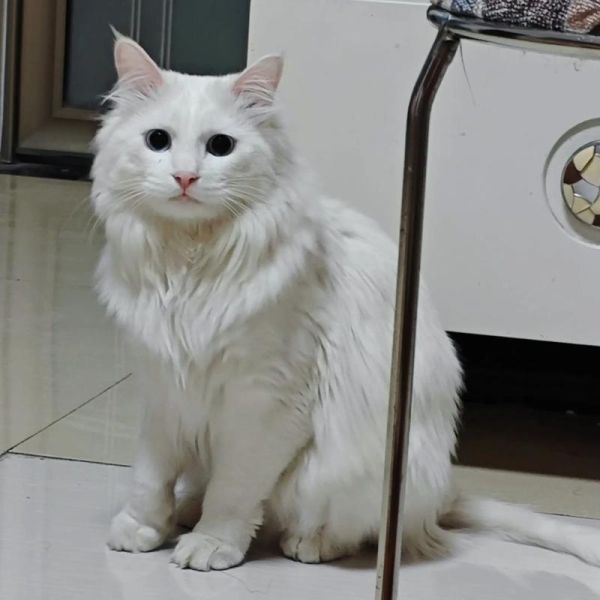 狮子猫多少钱一只_狮子猫怎么养不掉毛-第2张图片-山城妙识 狮子猫多少钱一只_狮子猫怎么养不掉毛-第2张图片-山城妙识