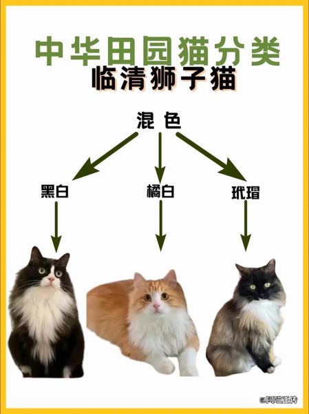 狮子猫多少钱一只_狮子猫怎么养不掉毛-第3张图片-山城妙识 狮子猫多少钱一只_狮子猫怎么养不掉毛-第3张图片-山城妙识