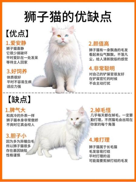 狮子猫多少钱一只_狮子猫怎么养不掉毛-第1张图片-山城妙识 狮子猫多少钱一只_狮子猫怎么养不掉毛-第1张图片-山城妙识