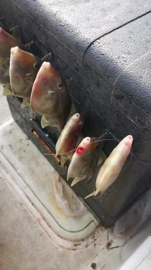 扒皮狼是什么_扒皮狼有毒吗-第2张图片-山城妙识 扒皮狼是什么_扒皮狼有毒吗-第2张图片-山城妙识