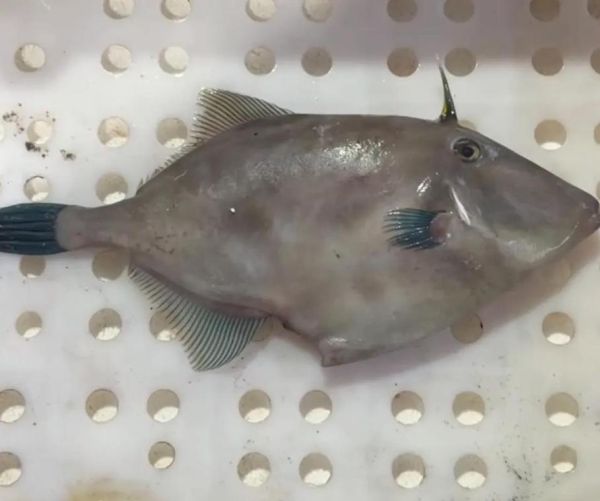 扒皮狼是什么_扒皮狼有毒吗-第1张图片-山城妙识 扒皮狼是什么_扒皮狼有毒吗-第1张图片-山城妙识