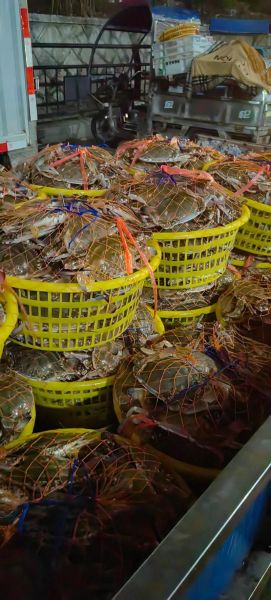 梭子蟹市场价多少钱一斤_2024最新行情-第1张图片-山城妙识 梭子蟹市场价多少钱一斤_2024最新行情-第1张图片-山城妙识