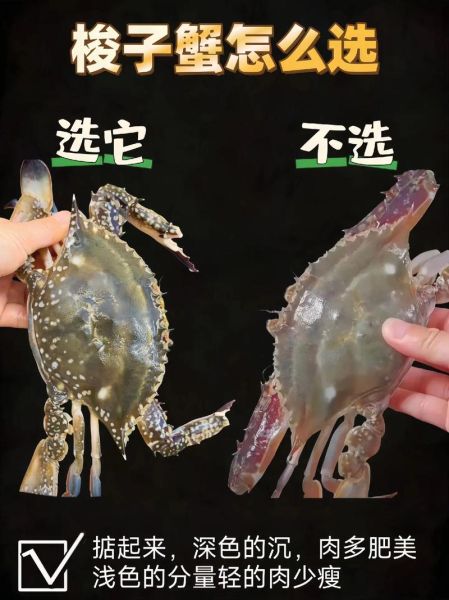 梭子蟹市场价多少钱一斤_2024最新行情-第3张图片-山城妙识 梭子蟹市场价多少钱一斤_2024最新行情-第3张图片-山城妙识