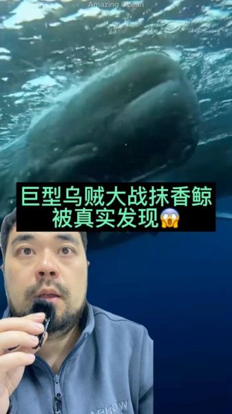 巨型乌贼吃抹香鲸_是真的吗-第1张图片-山城妙识 巨型乌贼吃抹香鲸_是真的吗-第1张图片-山城妙识