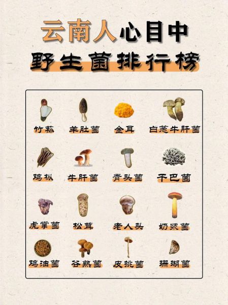中国最好吃的菌类有哪些_云南野生菌排名前十-第1张图片-山城妙识 中国最好吃的菌类有哪些_云南野生菌排名前十-第1张图片-山城妙识