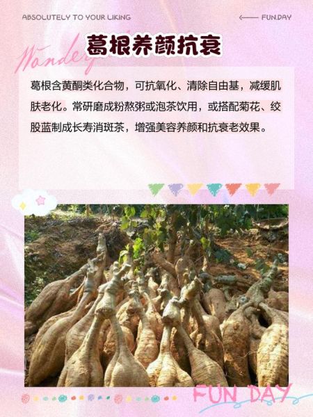 女人吃葛根的好处有哪些_葛根对女性的功效与作用-第3张图片-山城妙识 女人吃葛根的好处有哪些_葛根对女性的功效与作用-第3张图片-山城妙识