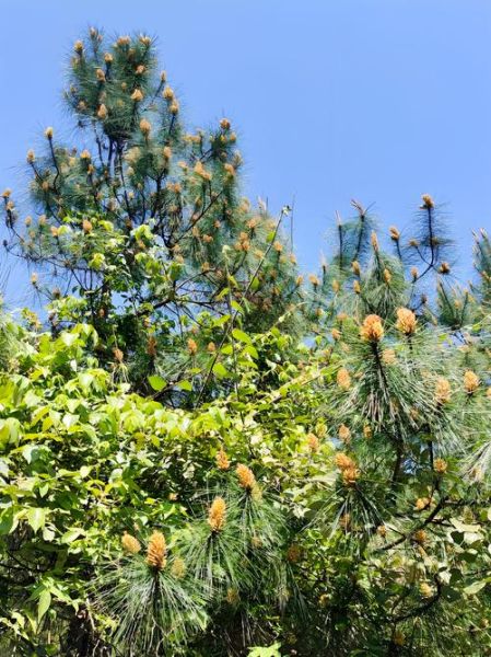吃了两年松花粉得癌症了_松花粉致癌是真的吗-第3张图片-山城妙识 吃了两年松花粉得癌症了_松花粉致癌是真的吗-第3张图片-山城妙识