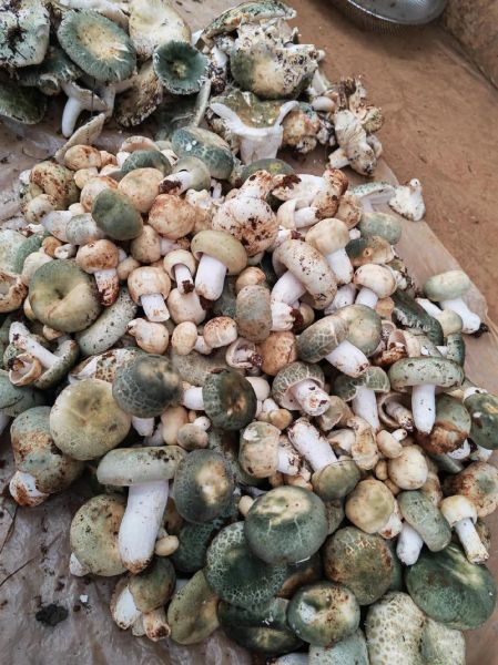 中国最好吃的菌类有哪些_云南野生菌排名前十-第3张图片-山城妙识 中国最好吃的菌类有哪些_云南野生菌排名前十-第3张图片-山城妙识