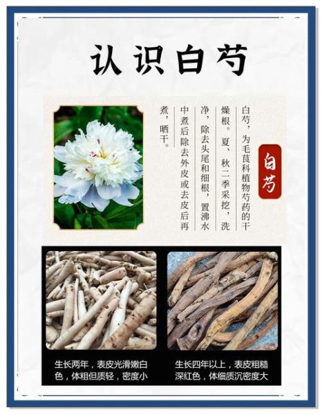 白芍的功效与作用及禁忌_白芍泡水喝的禁忌-第2张图片-山城妙识 白芍的功效与作用及禁忌_白芍泡水喝的禁忌-第2张图片-山城妙识