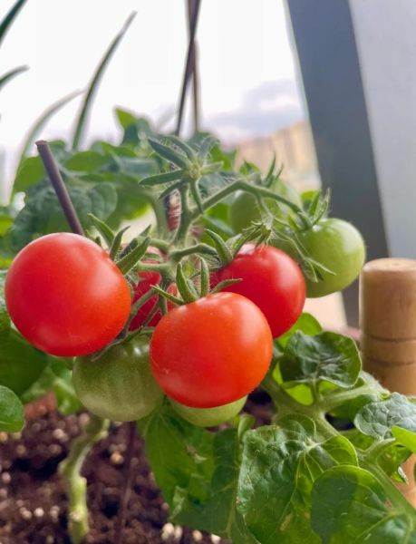 小番茄什么时候种_小番茄种植方法步骤-第2张图片-山城妙识 小番茄什么时候种_小番茄种植方法步骤-第2张图片-山城妙识