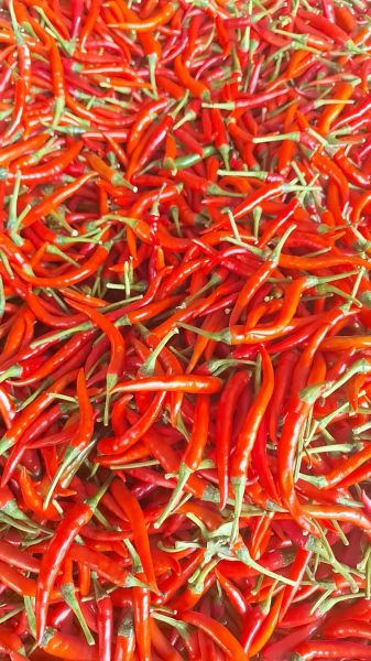 湖南剁椒怎么做_剁椒保存多久不变质-第3张图片-山城妙识 湖南剁椒怎么做_剁椒保存多久不变质-第3张图片-山城妙识